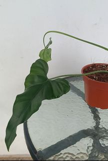 Philodendron Delinksii, Furniture & Home Living, Gardening, Plants ...