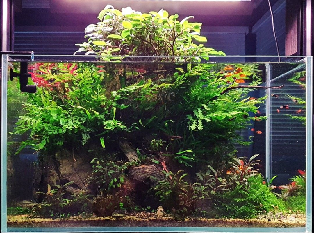 Week Aqua P600 Pro With Lampshades, Pet Supplies, Homes & Other Pet ...