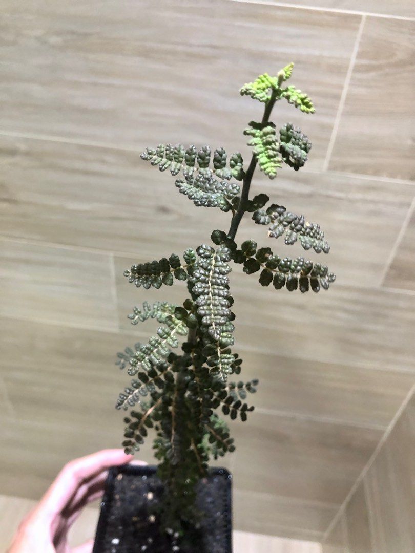 珍稀泡泡葉橄欖實生株 Commiphora Planifrons, 傢俬＆家居, 園藝, 植物及種子 - Carousell