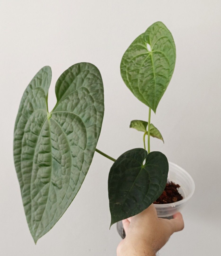 Anthurium Forgetii x Luxurian, Furniture & Home Living, Gardening ...