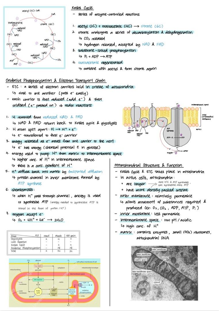 Biology A2 Notes - A levels, Hobbies & Toys, Books & Magazines ...