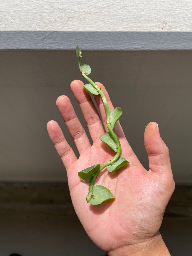 Scindapsus Snake Scale / Rhaphidophora Hayi Variegated / Cryptantha ...