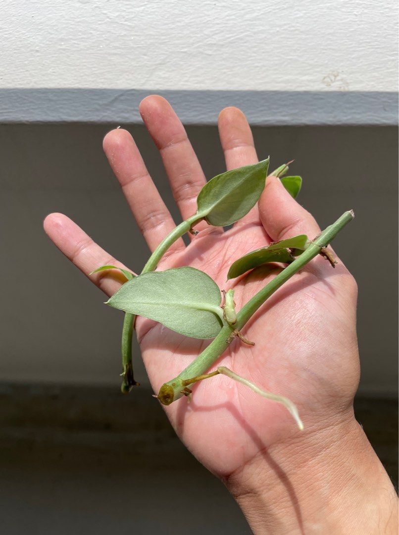 Scindapsus Snake Scale / Rhaphidophora Hayi Variegated / Cryptantha ...