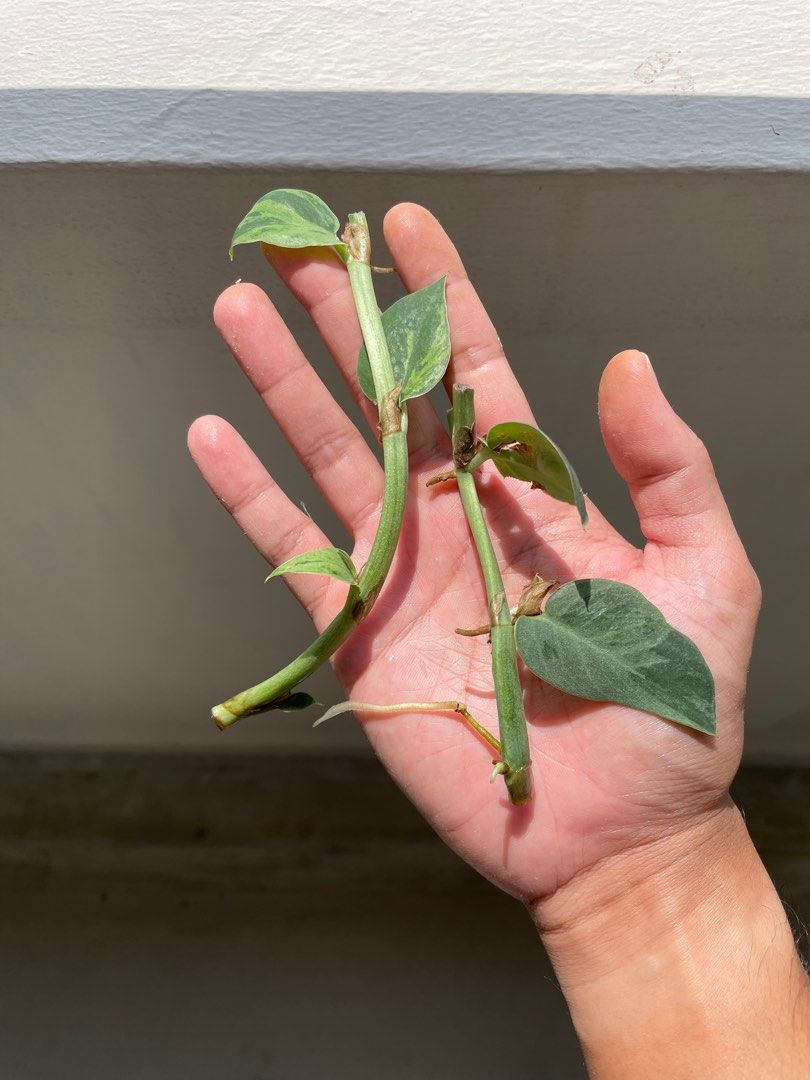 Scindapsus Snake Scale / Rhaphidophora Hayi Variegated / Cryptantha ...