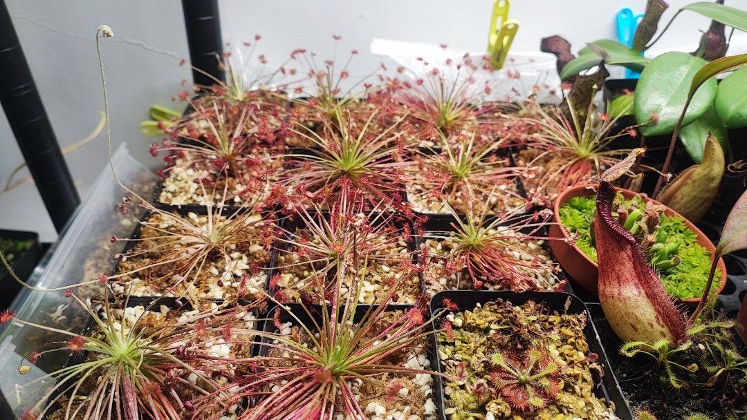 Drosera paradoxa, Sundew, Furniture & Home Living, Gardening, Plants ...