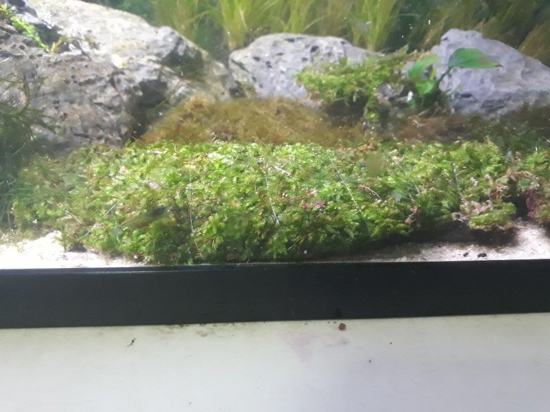 Java trident ferns anubias and aquarium plants, Furniture & Home Living ...