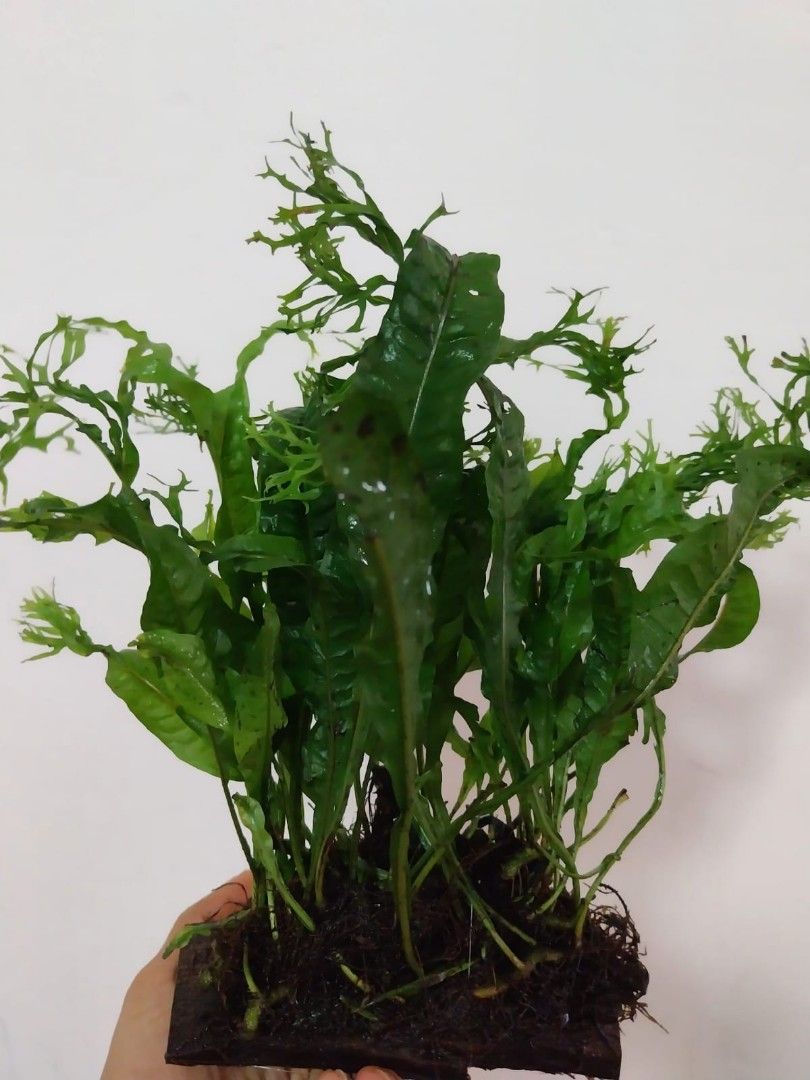 Java trident ferns anubias and aquarium plants, Furniture & Home Living ...