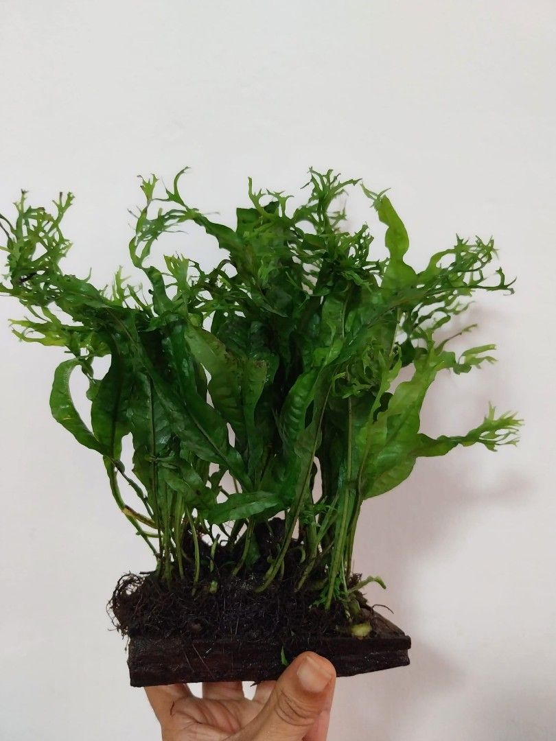 Java trident ferns anubias and aquarium plants, Furniture & Home Living ...