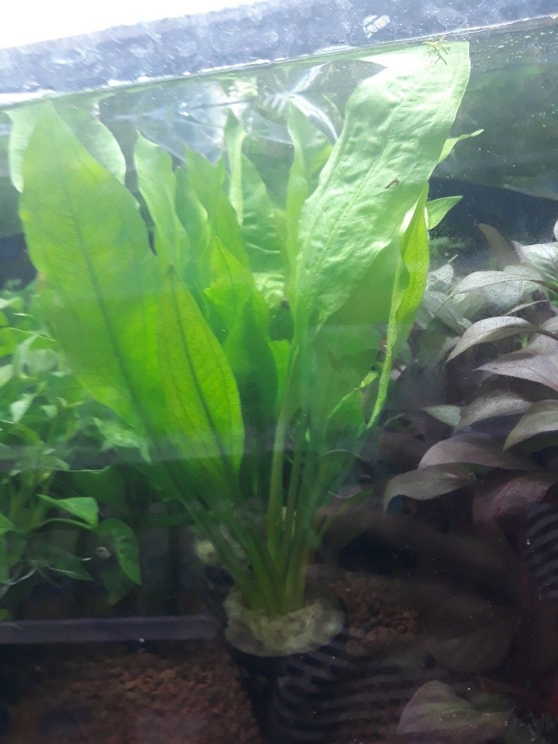 Java trident ferns anubias and aquarium plants, Furniture & Home Living ...