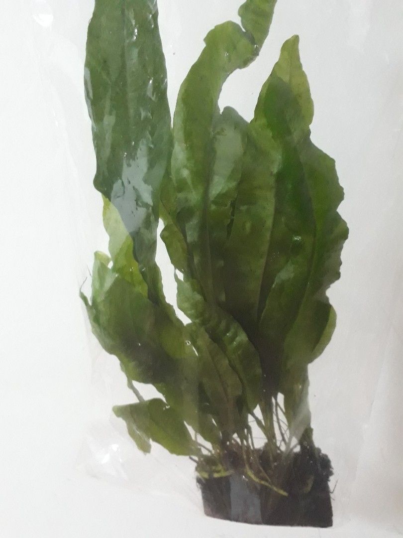 Java trident ferns anubias and aquarium plants, Furniture & Home Living ...