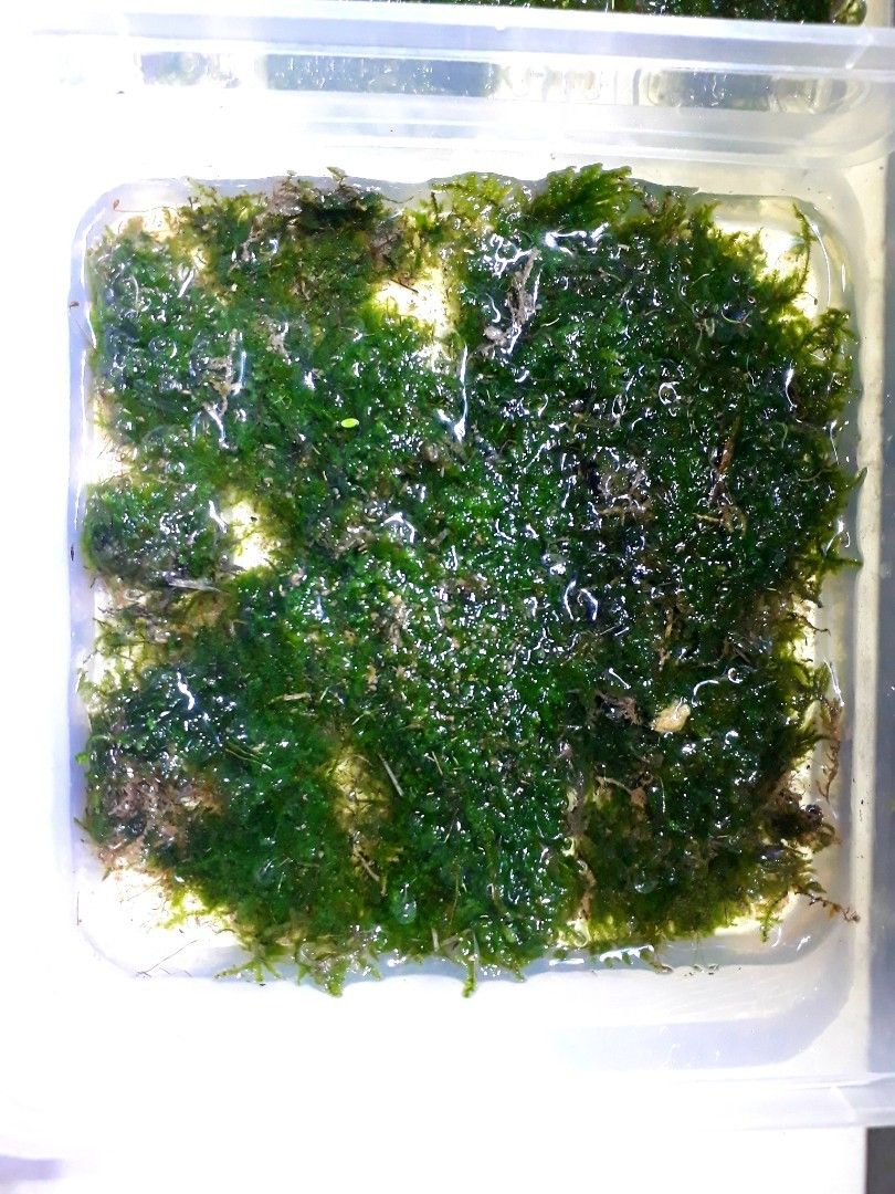 Java trident ferns anubias and aquarium plants, Furniture & Home Living ...