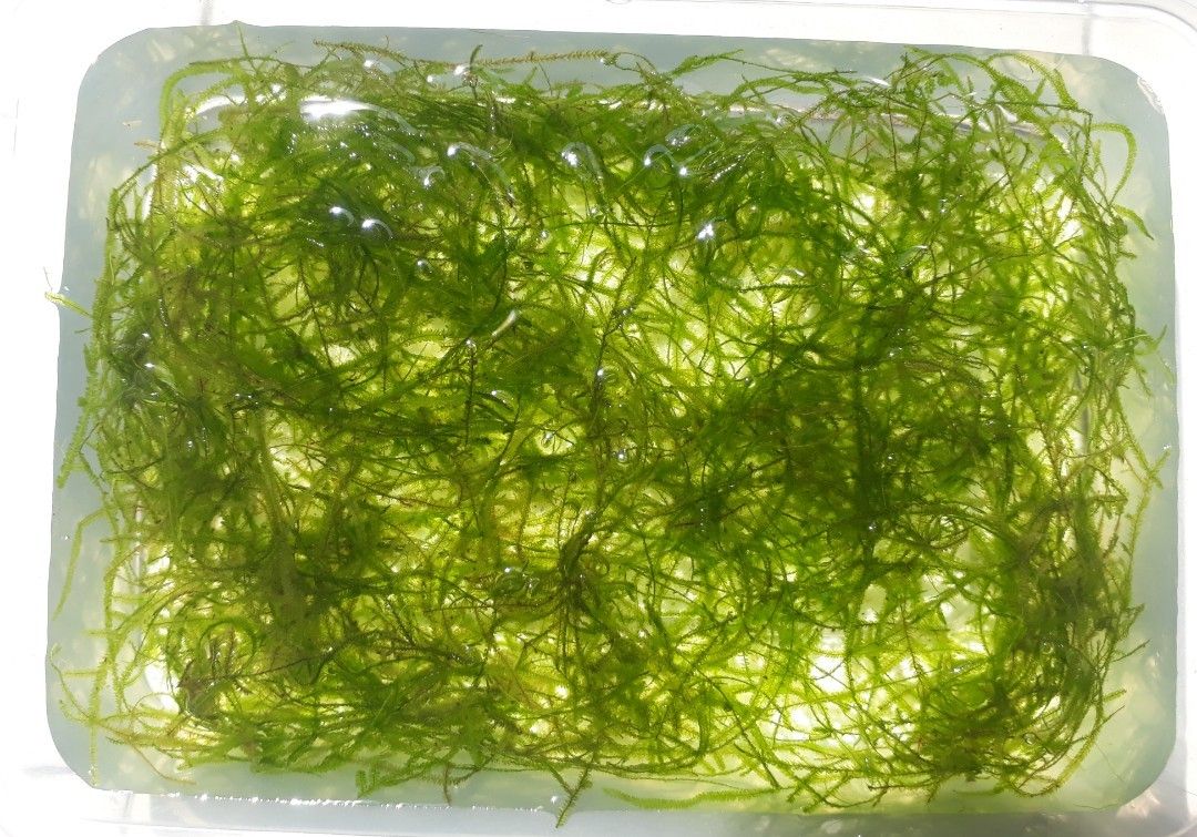 Java trident ferns anubias and aquarium plants, Furniture & Home Living ...