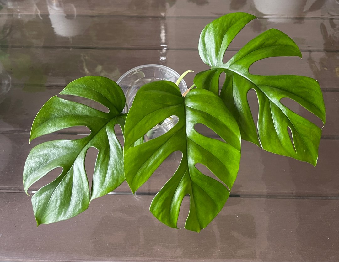 Mini Monstera, Furniture & Home Living, Gardening, Plants & Seeds on ...