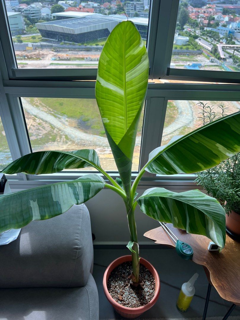 Musa AeAe, Furniture & Home Living, Gardening, Plants & Seeds on Carousell