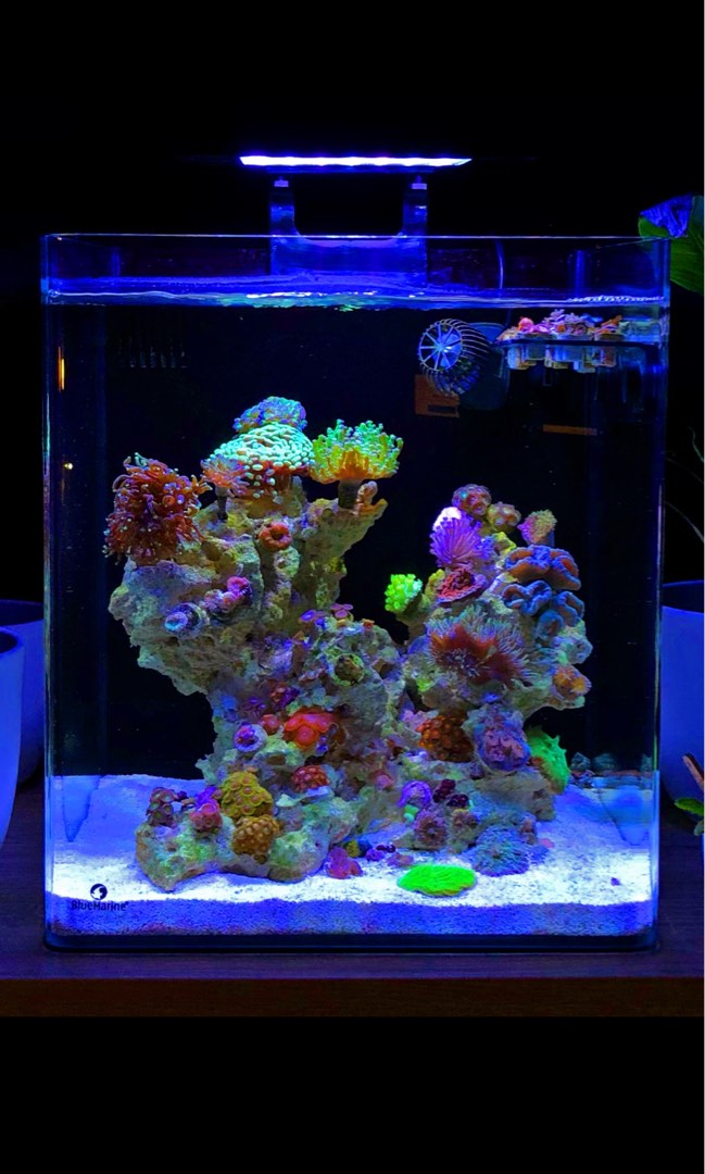 Saltwater Reef Tank Setup service, Lifestyle Services, Others on Carousell