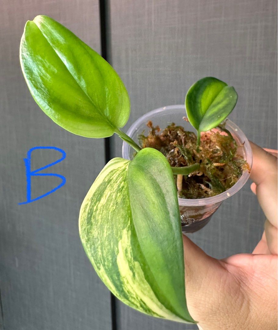 Scindapsus Hederaceus Variegated, Furniture & Home Living, Gardening ...