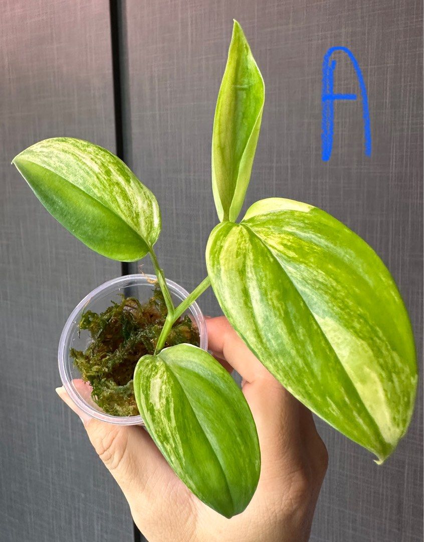 Scindapsus Hederaceus Variegated, Furniture & Home Living, Gardening ...