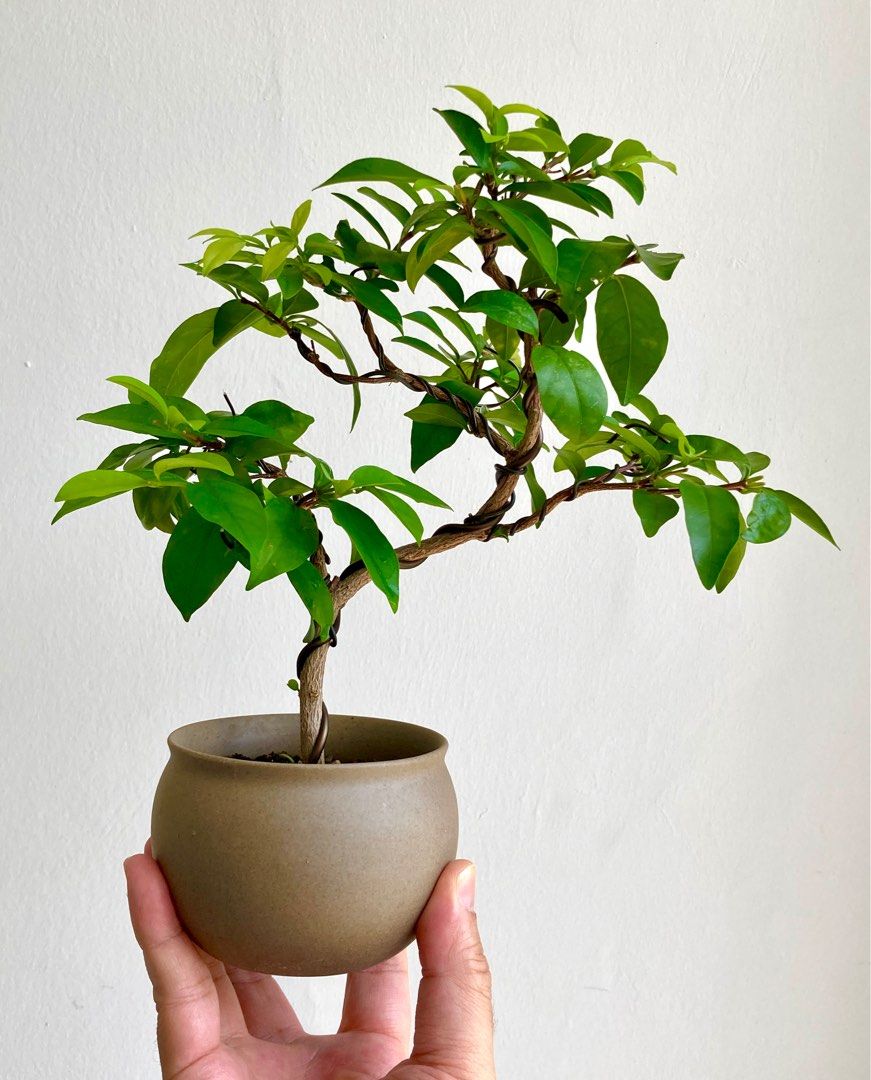 Water Jasmine Bonsai 水梅 shui Mei, Furniture & Home Living, Gardening ...