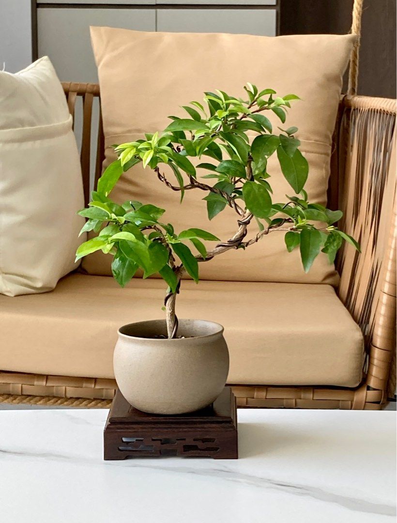 Water Jasmine Bonsai 水梅 shui Mei, Furniture & Home Living, Gardening ...