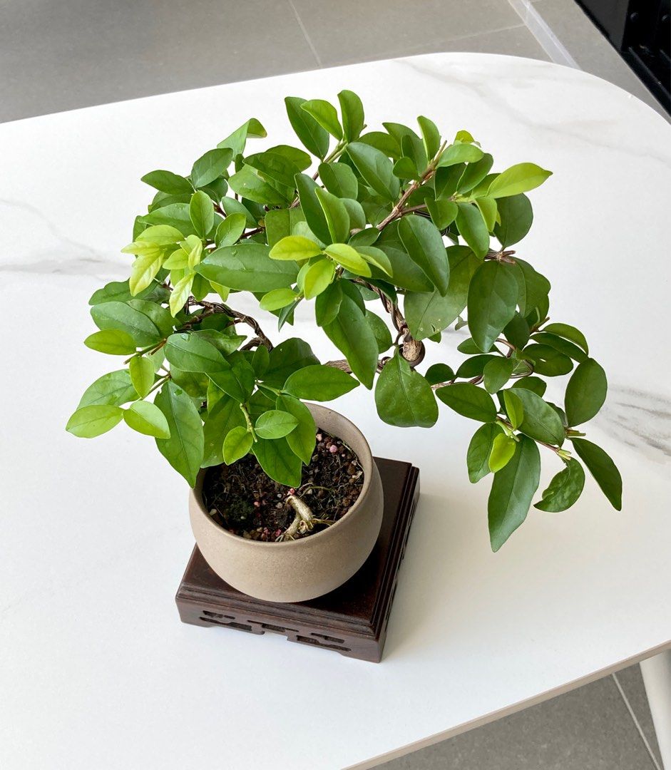 Water Jasmine Bonsai 水梅 shui Mei, Furniture & Home Living, Gardening ...