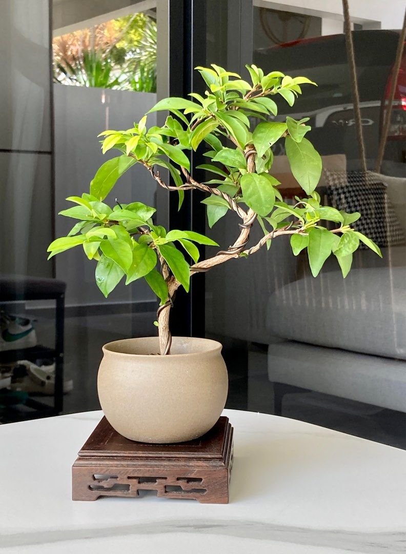 Water Jasmine Bonsai 水梅 shui Mei, Furniture & Home Living, Gardening ...