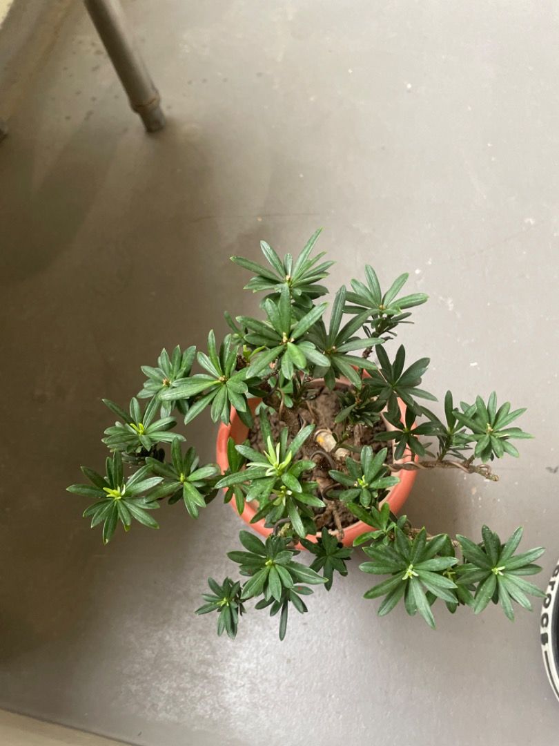 米叶罗汉松 Luo han song, Furniture & Home Living, Gardening, Plants & Seeds ...