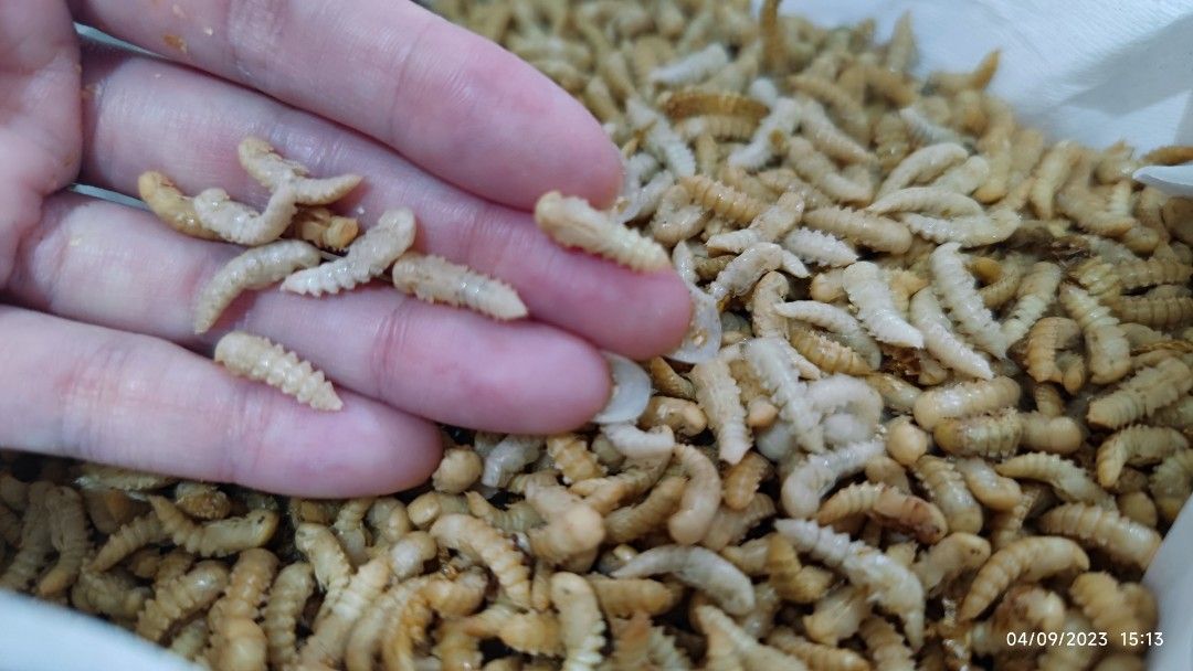 (ALIVE) LIVE MEALWORM / BUFFALO BEETLE / BUFFALO WORM, Pet Supplies ...