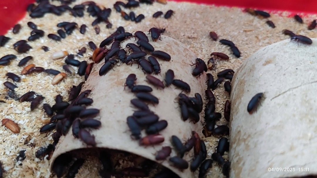 (ALIVE) LIVE MEALWORM / BUFFALO BEETLE / BUFFALO WORM, Pet Supplies ...