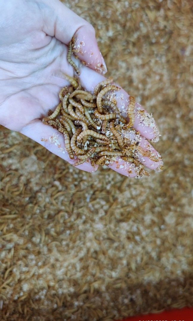 (ALIVE) LIVE MEALWORM / BUFFALO BEETLE / BUFFALO WORM, Pet Supplies ...