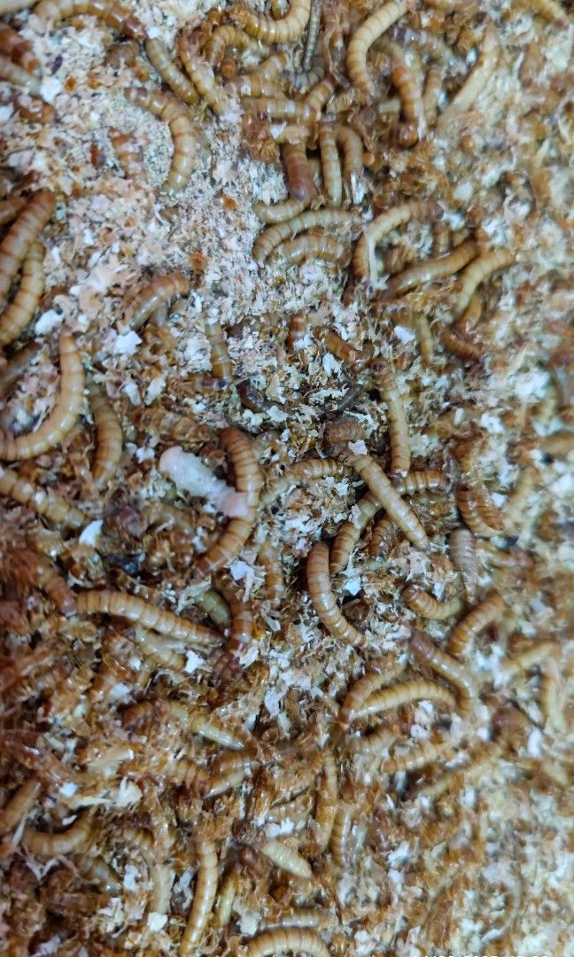 (ALIVE) LIVE MEALWORM / BUFFALO BEETLE / BUFFALO WORM, Pet Supplies ...