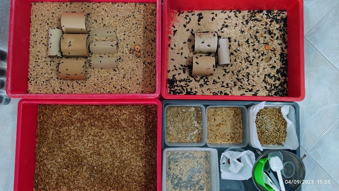 (ALIVE) LIVE MEALWORM / BUFFALO BEETLE / BUFFALO WORM, Pet Supplies ...