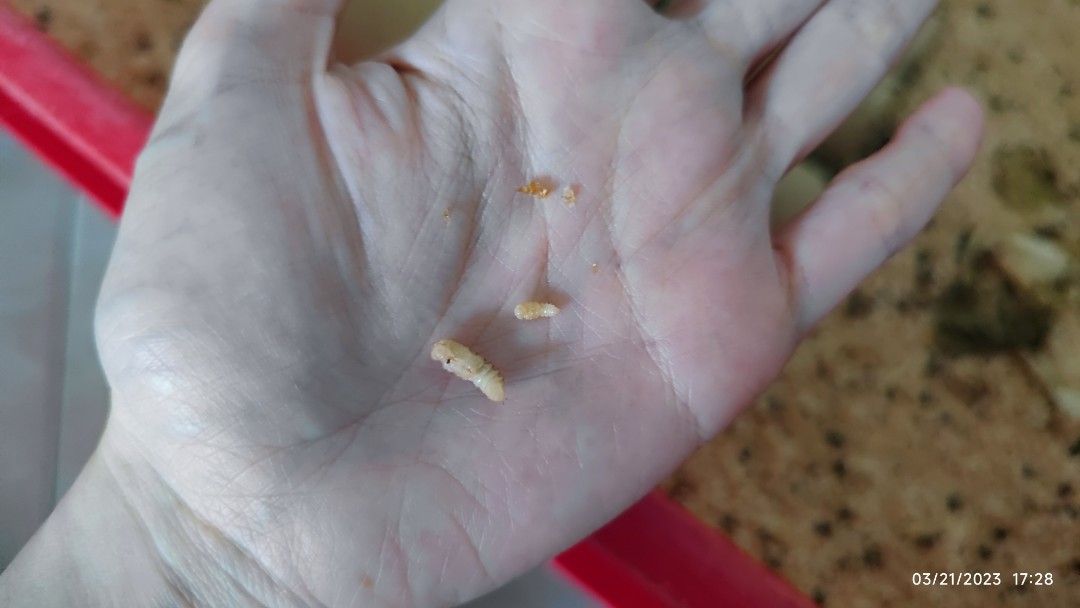 (ALIVE) LIVE MEALWORM / BUFFALO BEETLE / BUFFALO WORM, Pet Supplies ...