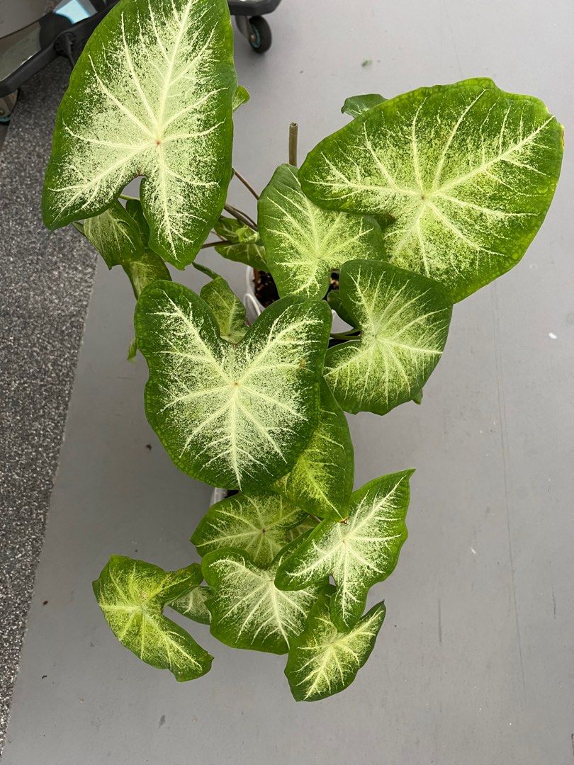 Caladium moonlight, Furniture & Home Living, Gardening, Plants & Seeds ...
