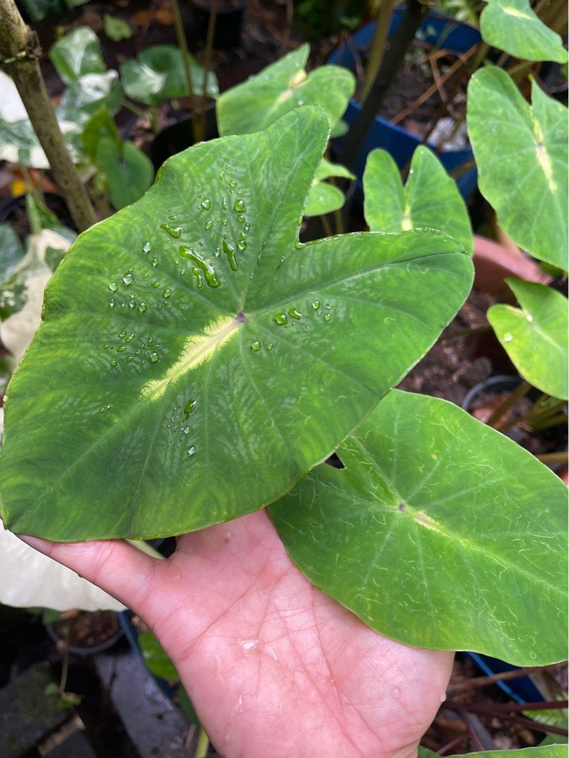 Colocasia Light pillar, Furniture & Home Living, Gardening, Plants ...