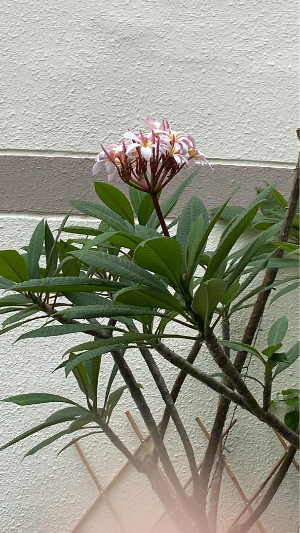 French Penny Tree, Furniture & Home Living, Gardening, Plants & Seeds ...