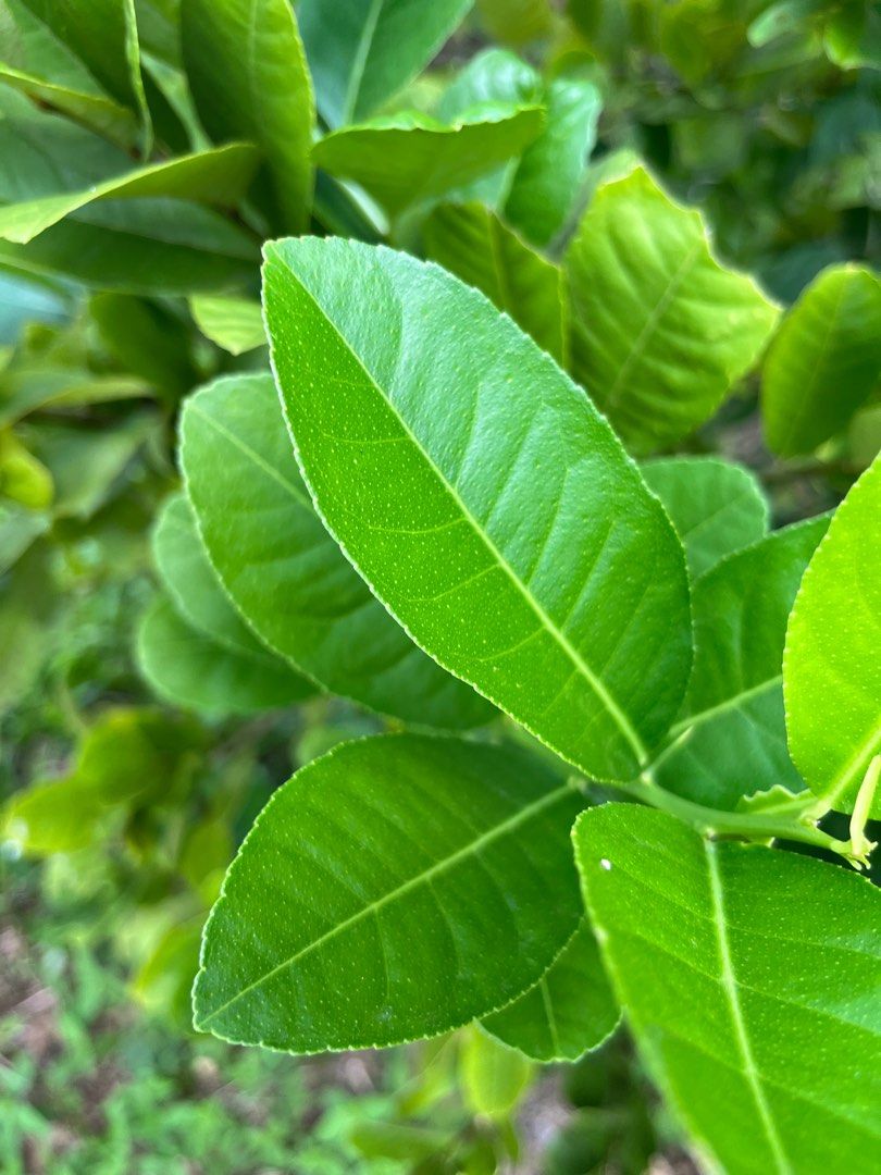 Fresh Lemon Leaves, Furniture & Home Living, Gardening, Plants & Seeds ...