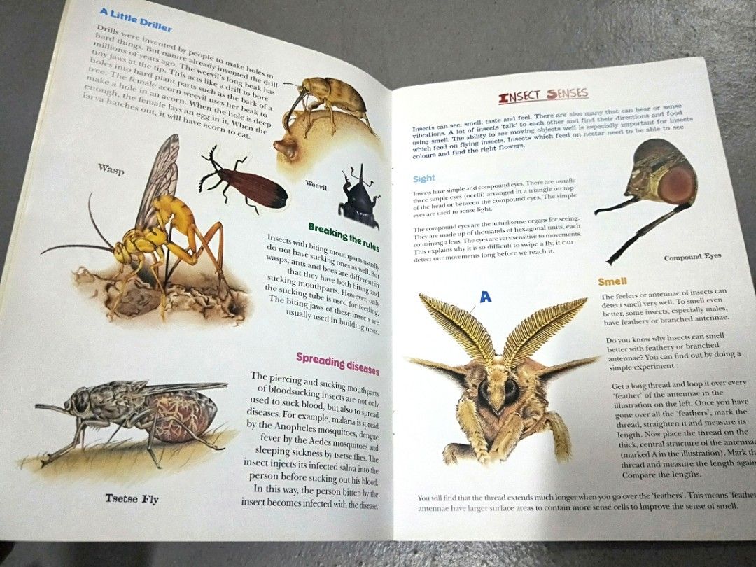 Fun With Creepy Crawlies Fragile Forest Activity Book, Hobbies & Toys ...