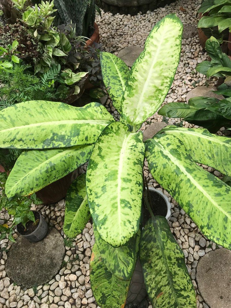 Giant Boombastic Dieffenbachia, Furniture & Home Living, Gardening ...