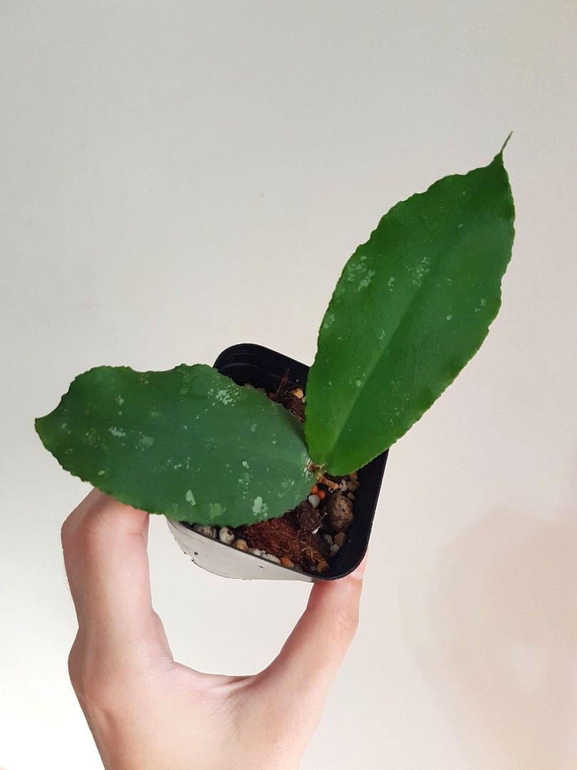 HOYA UNDULATA, Furniture & Home Living, Gardening, Plants & Seeds on ...