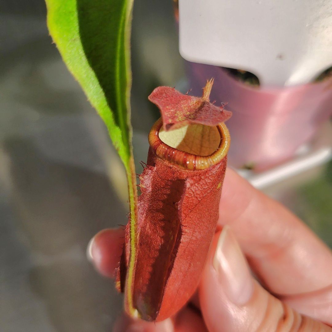 Nepenthes Mirabilis with Stripes XXL Pitcher Plant Exotic Carnivorous ...
