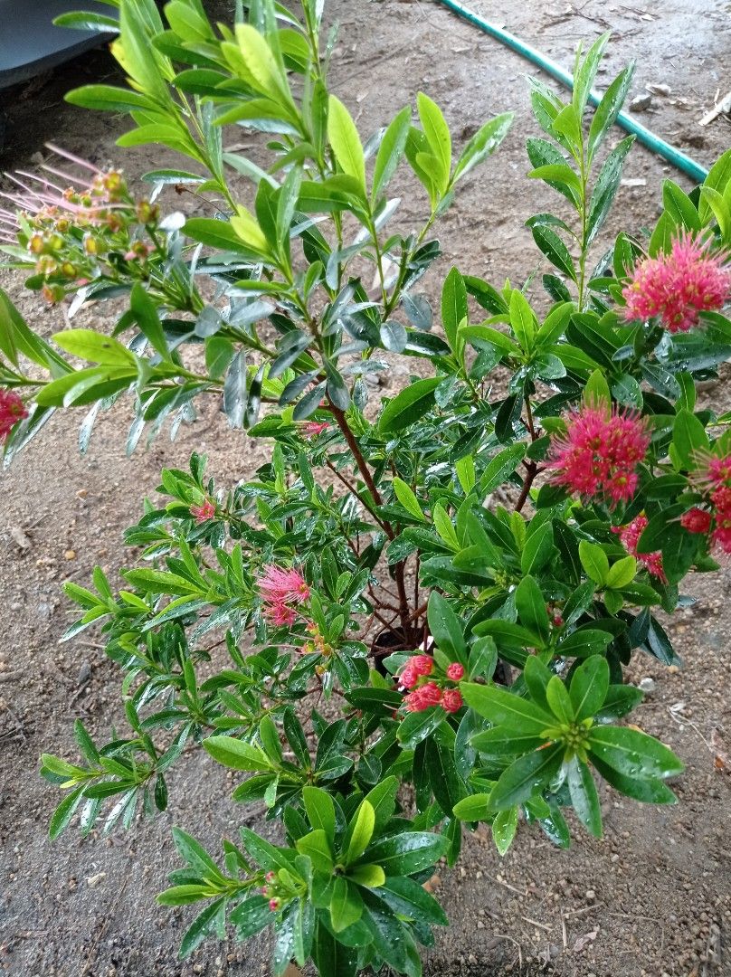 Pokok Golden Panda Merah I Gu Hao Red, Furniture & Home Living ...