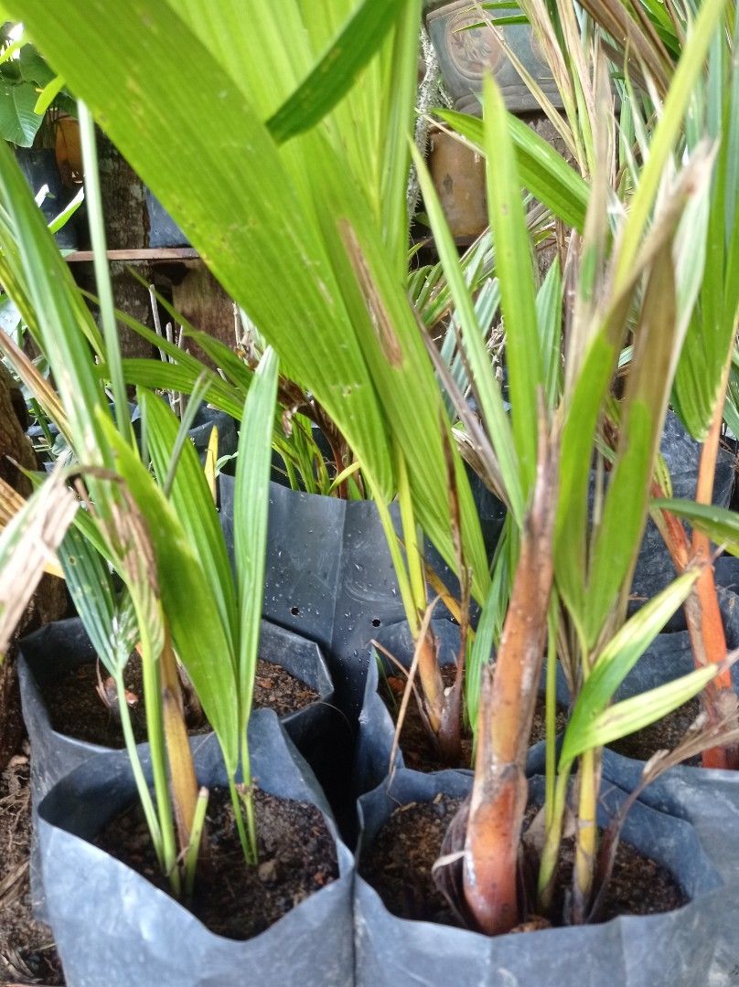 Pokok Pinang Merah I Red Palm Tree, Furniture & Home Living, Gardening ...