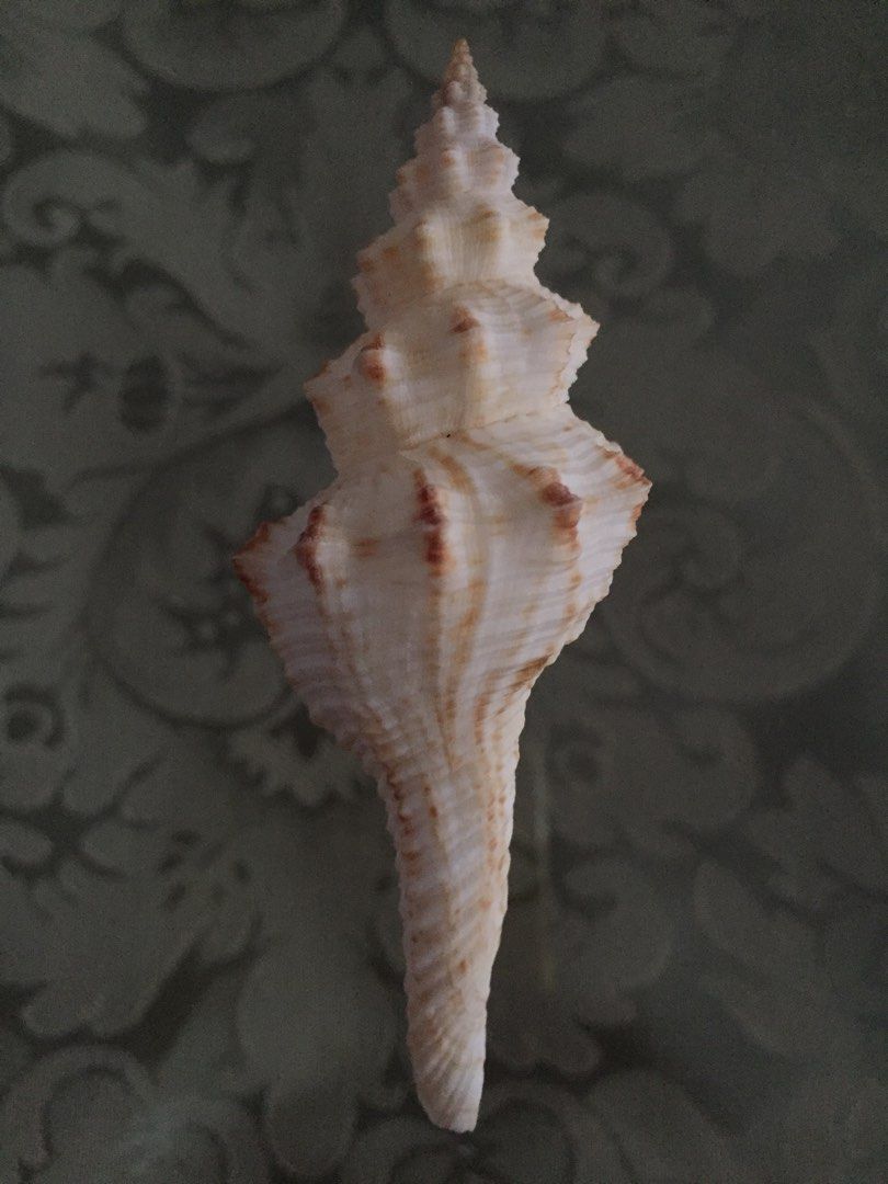 Seashell - Goniofusus brasiliensis seashell, Hobbies & Toys ...
