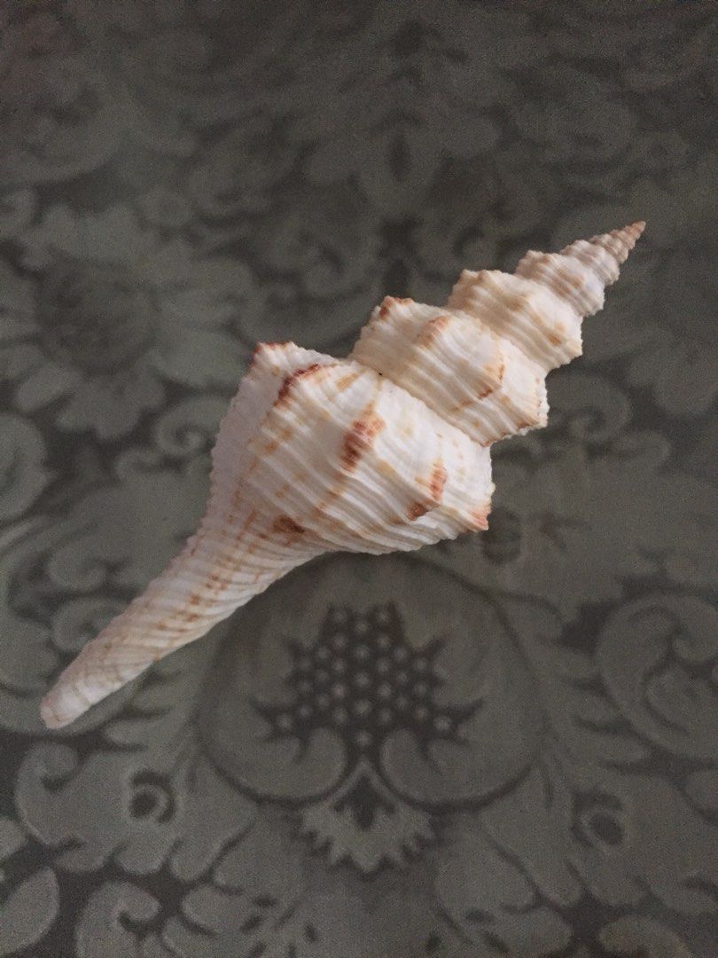 Seashell - Goniofusus brasiliensis seashell, Hobbies & Toys ...