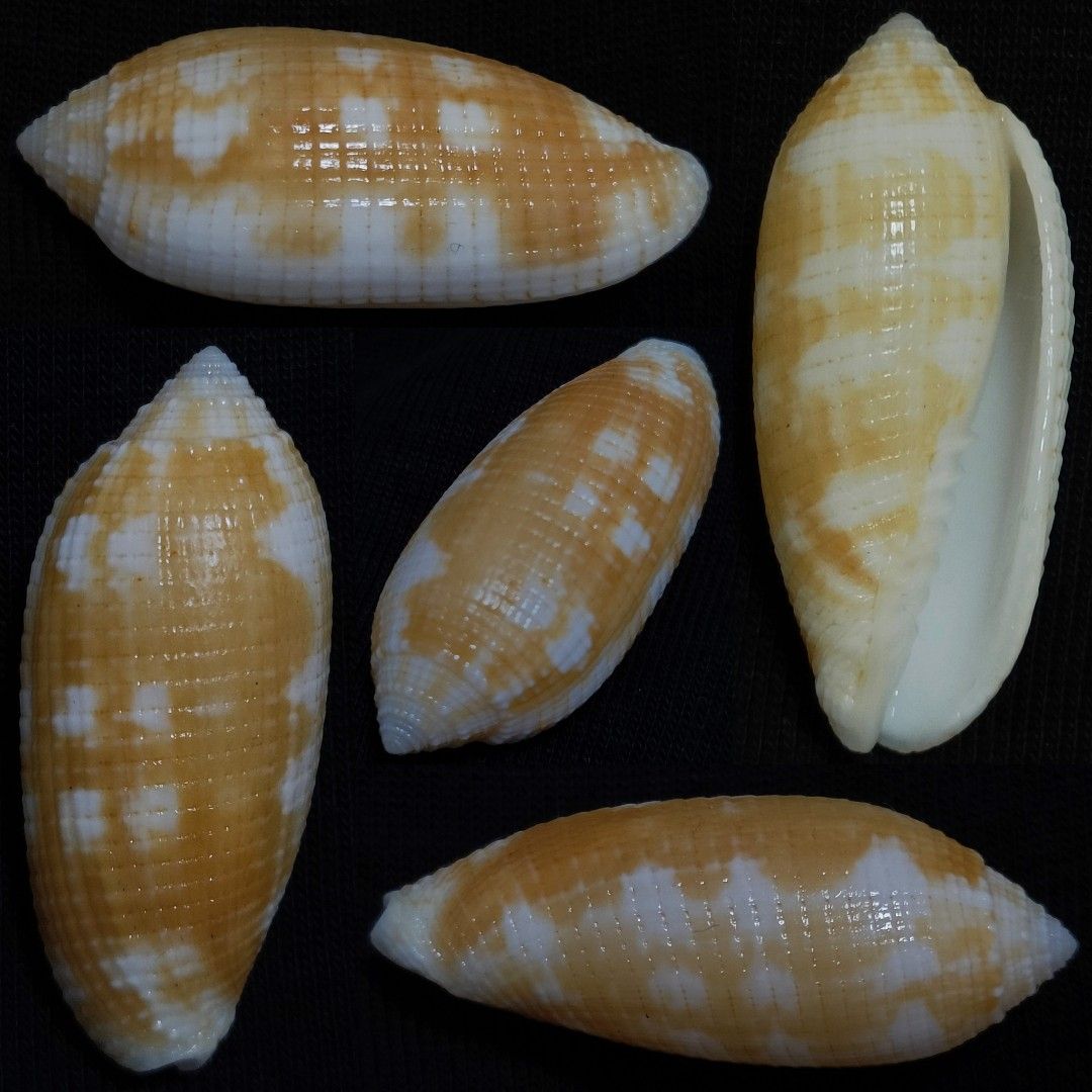 Seashell - Pterygia crenulata, Hobbies & Toys, Memorabilia ...