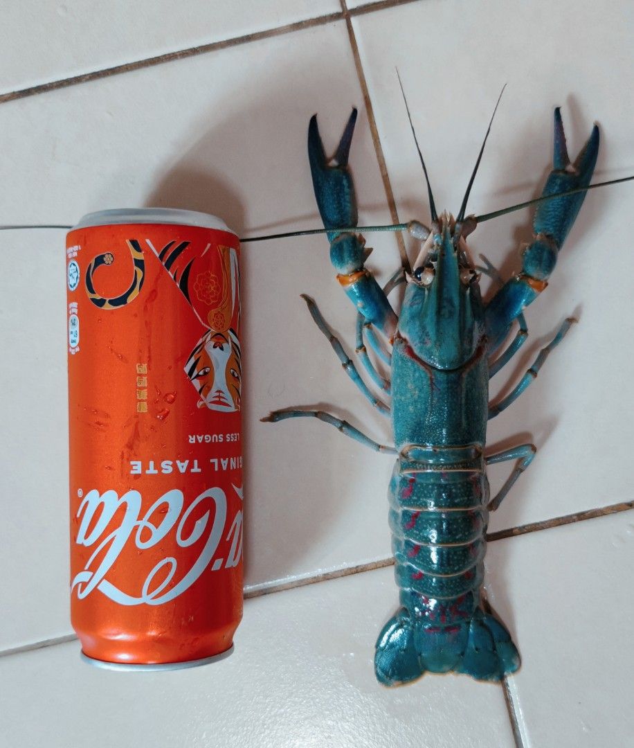 Thai Prawntiger Prawnyabby Freshfrozen Food And Drinks Chilled And Frozen Food On Carousell
