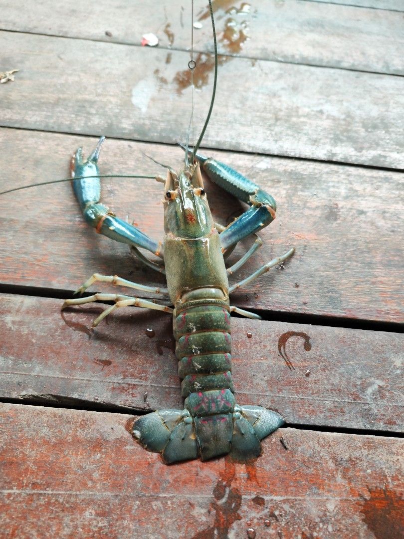 Thai Prawn/Tiger Prawn/Yabby (Fresh/Frozen), Food & Drinks, Chilled ...