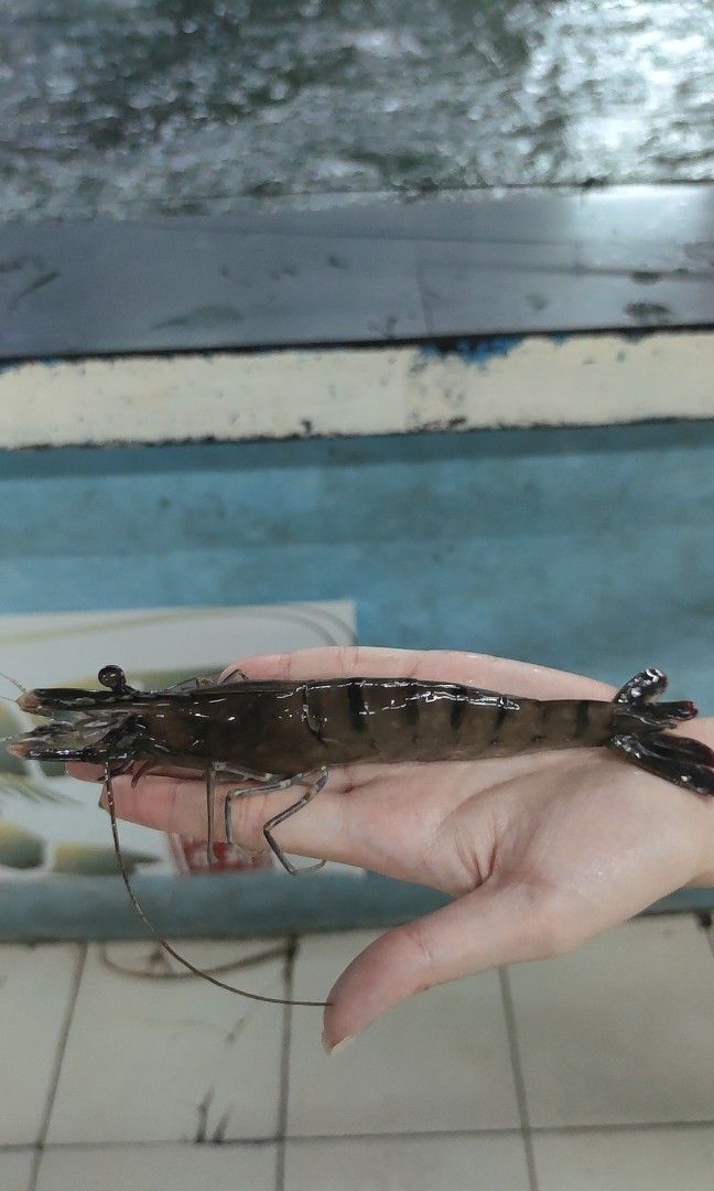 Thai Prawn/Tiger Prawn/Yabby (Fresh/Frozen), Food & Drinks, Chilled ...