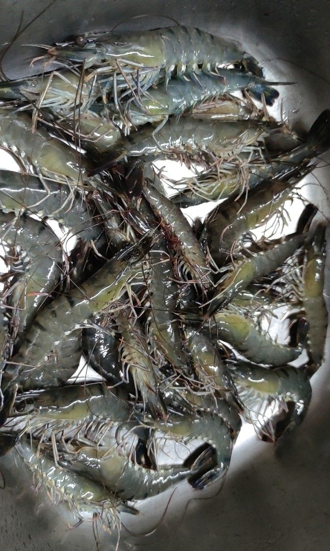 Thai Prawn/Tiger Prawn/Yabby (Fresh/Frozen), Food & Drinks, Chilled ...