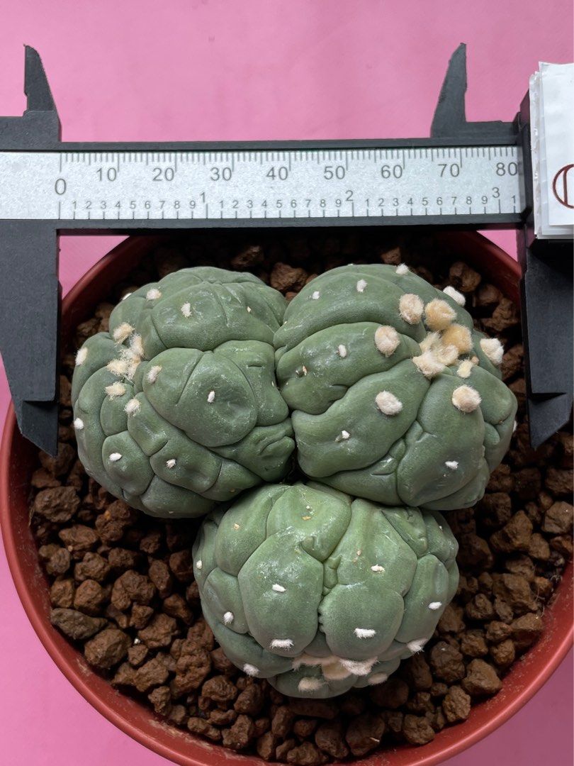 Astrophytum Asterias Kikko Lizard Skin Triplets Cactus Succulent ...